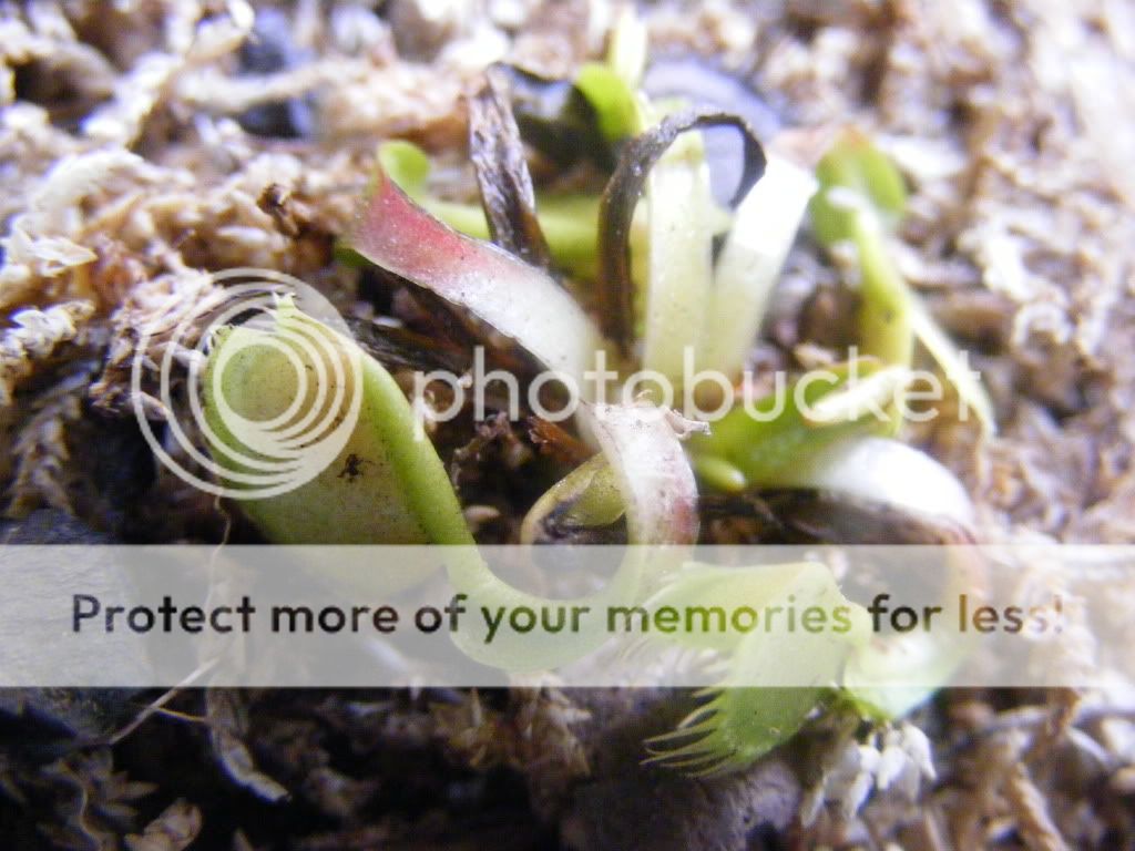 New traps turning brown w/pics? - FlyTrapCare Forums